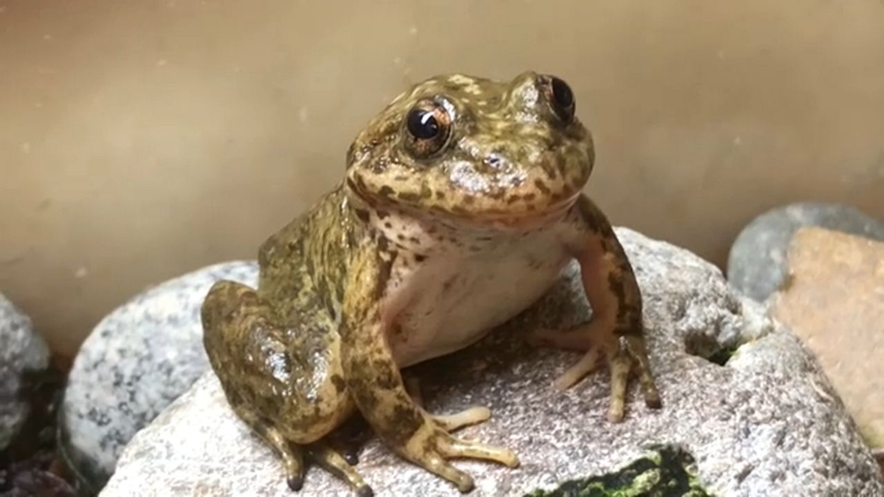 Zoo Staff Work to Save Endangered Frog from Extinction