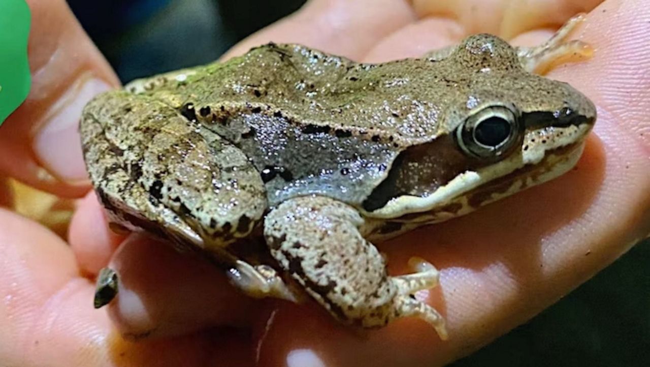 In Focus: Dousman hosts state frog jump championships