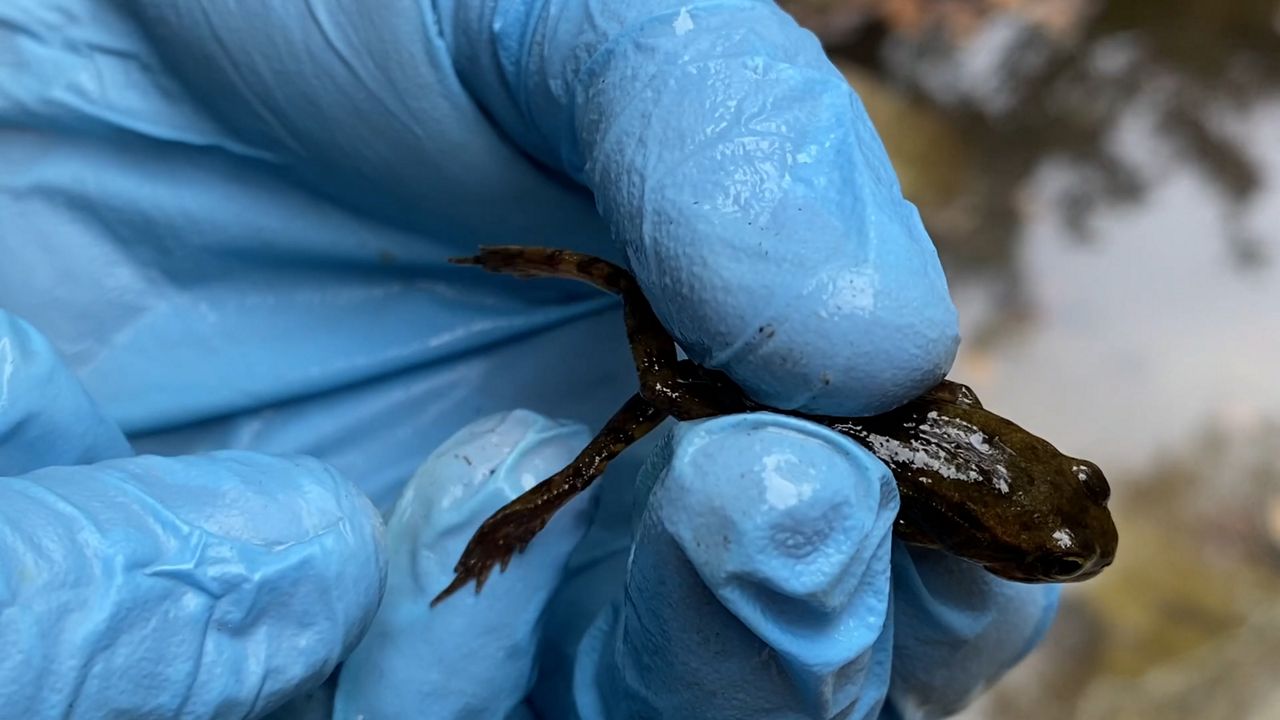 Local frog once thought extinct discovered in Santa Monica