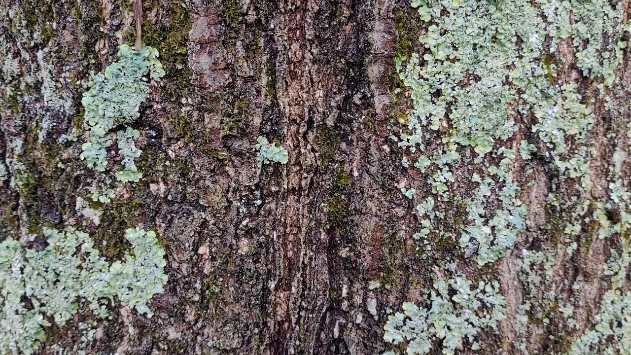 Exploring Ohio: Frost crack