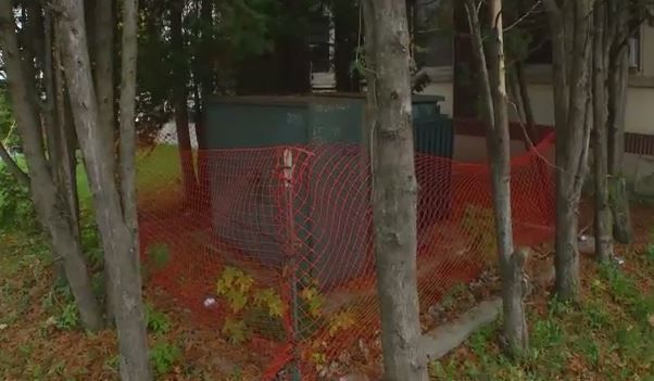 Which Plants to Use to Screen Utility Boxes