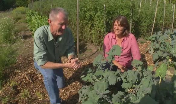 A New Pest: Swede Midge Affecting Gardens Throughout New York