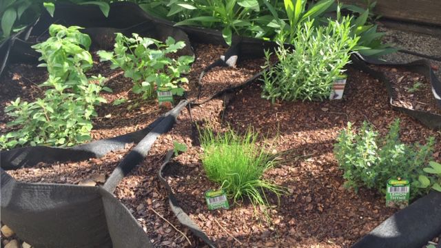 A Mild Winter May Lead to Gardening Issues in the Spring