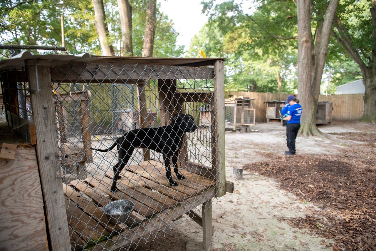 14 dogs seized from alleged dogfighting ring in Gaston Co.
