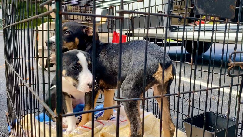 Rescue pets from Georgia arrive at Sterling Animal Shelter