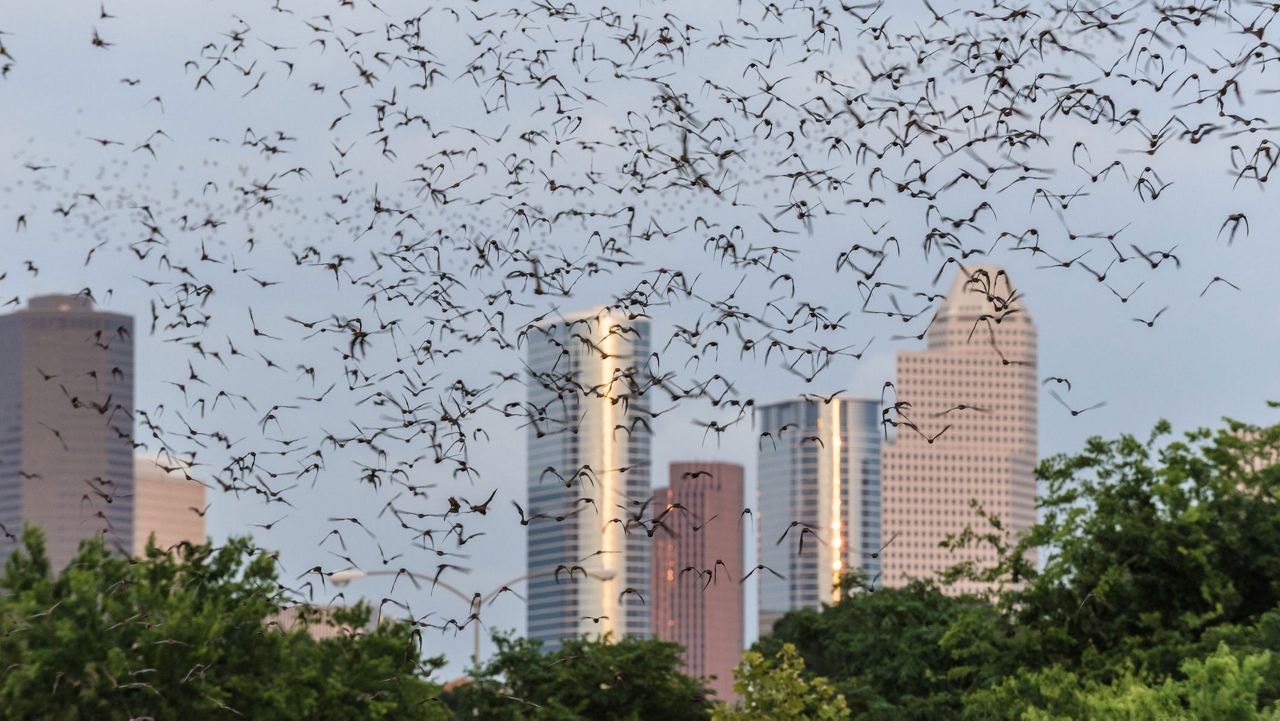 State Biologists Asking Public to Report Bat Deaths
