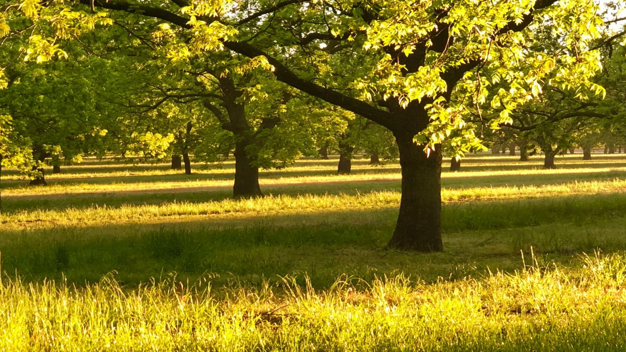 The Pecan Tree: Official State Tree of Texas