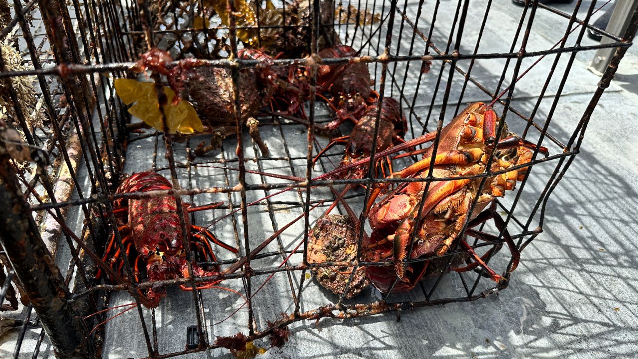 Scientists search for ghost traps off the Channel Islands