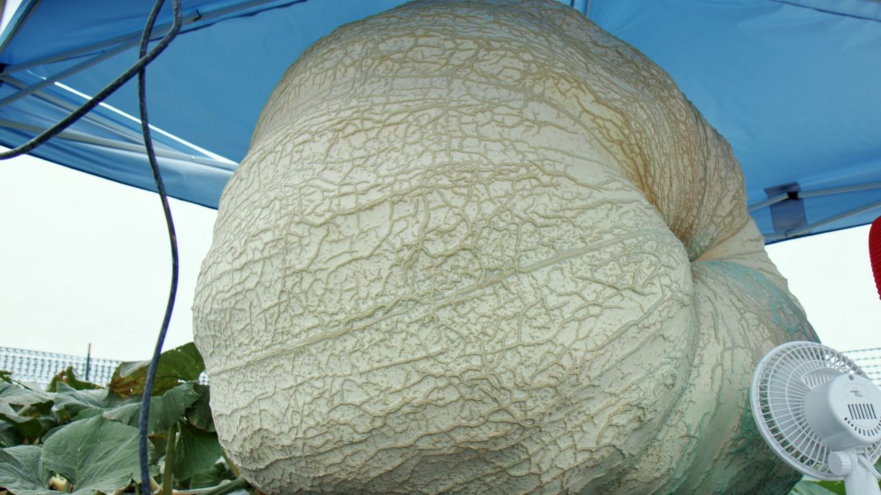 Exploring Ohio: Growing giant pumpkins