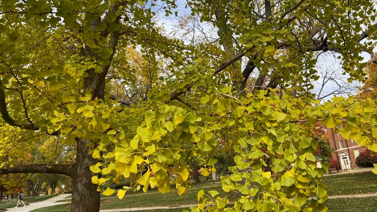 Ginkgo tree gives students lesson in design