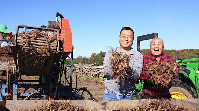 It's in the soil: Wisconsin's ginseng is world renown