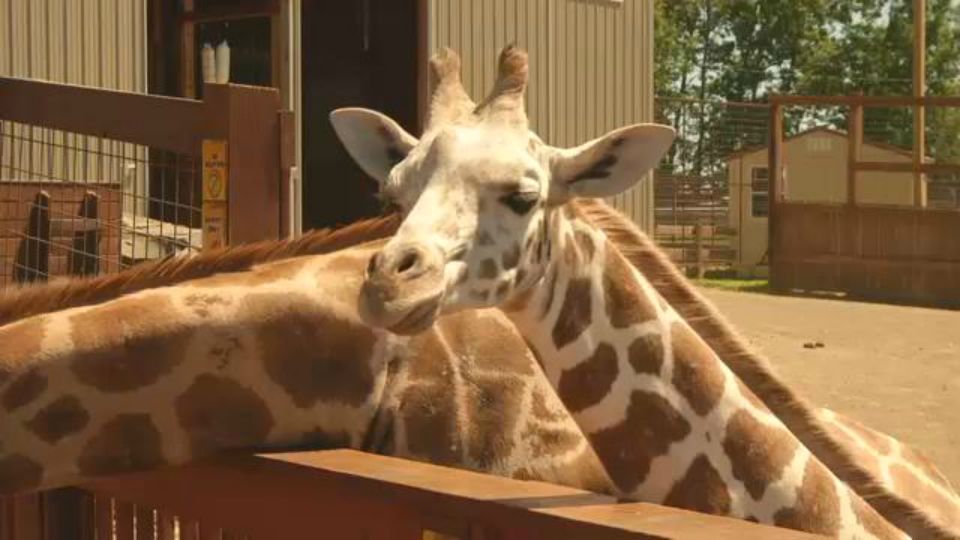 Animal Adventure Park applies for funding