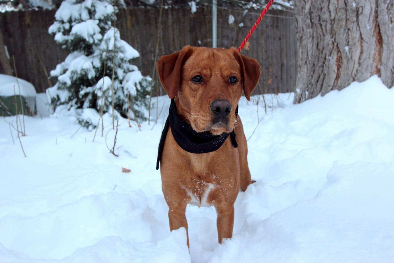 NYC ACC helps reunite dog with owner in Denver