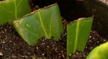 Leaflet Cuttings Can Propagate New House Plants