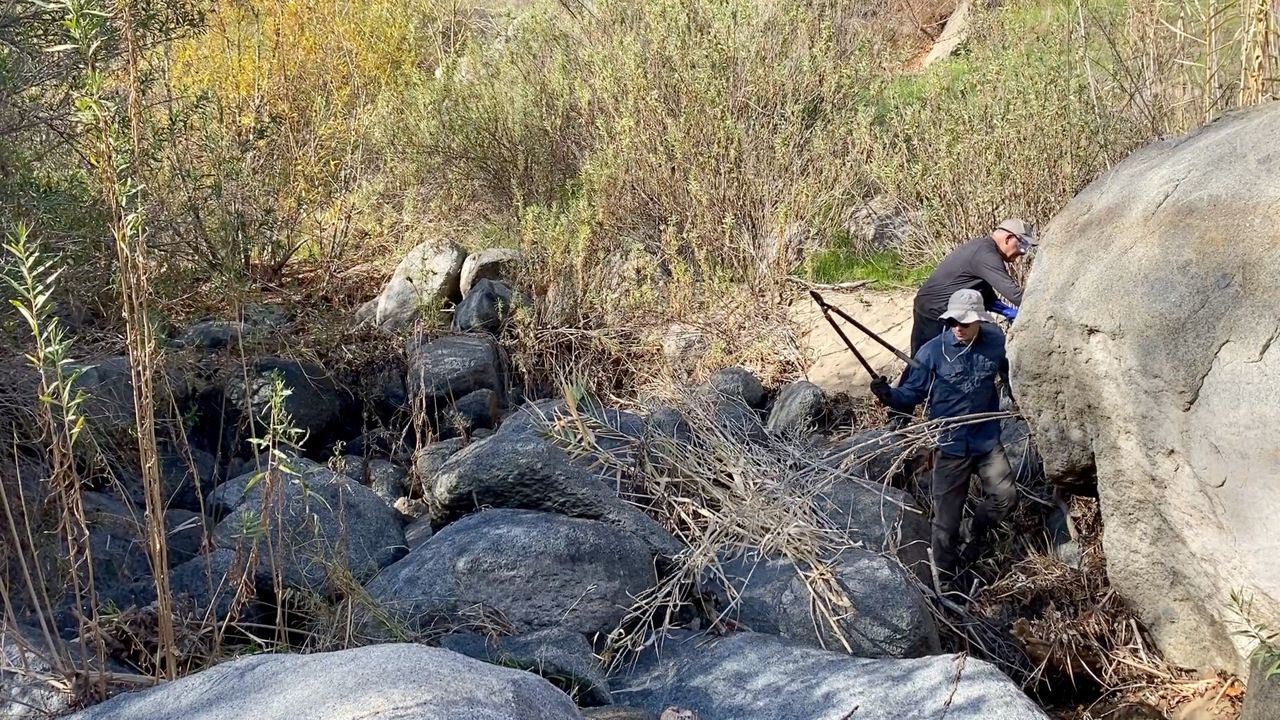 The battle against invasive plants in California