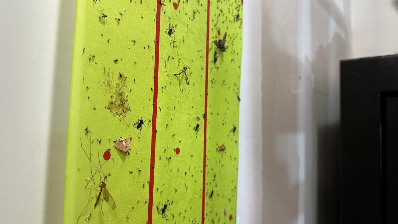 Logan County residents say gnat problem improving