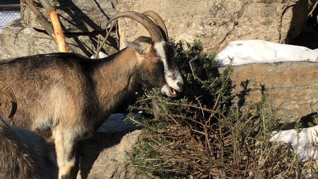 Wisconsin zoo animals love your old Christmas trees