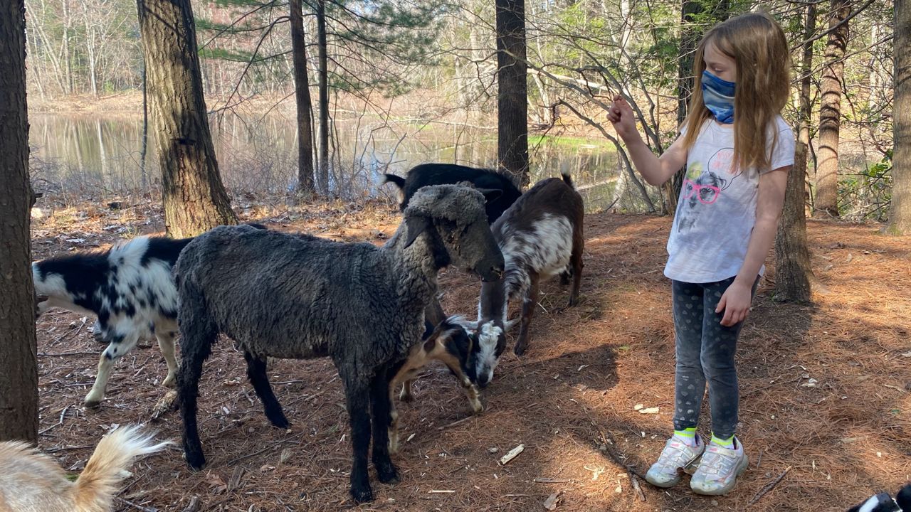 A Unique Opportunity to Hike with Goats
