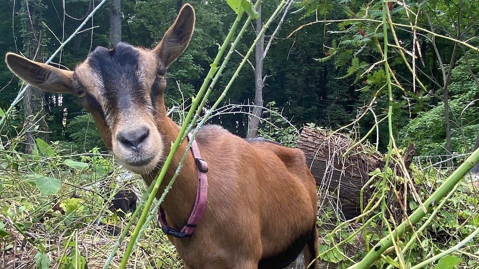 Grazing goats clear path for non-profit sanctuary in Buffalo