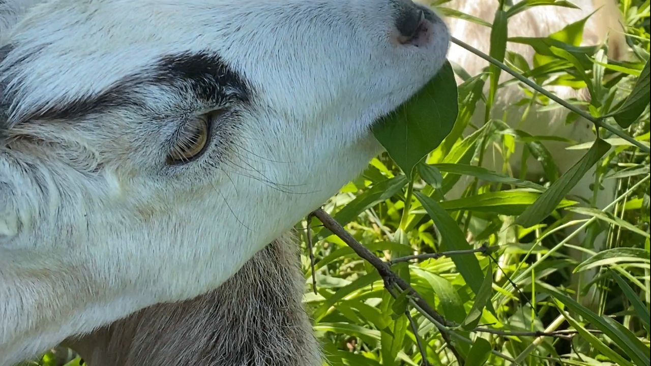 Goatscaping offers natural invasive plant removal