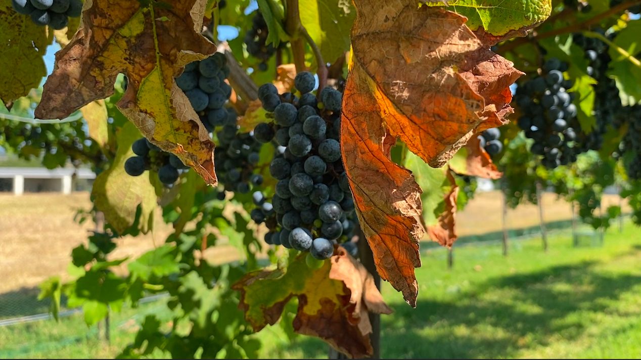 Texas heat impacts vineyard grapes