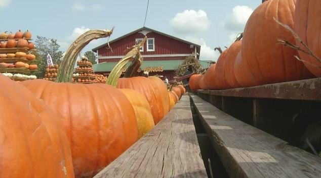 Great Pumpkin Farm in full fall swing despite summer temps