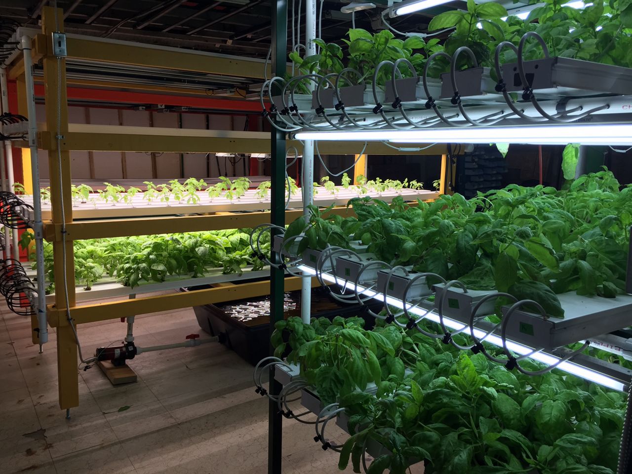 Sustainable Indoor Farm Growing Strong