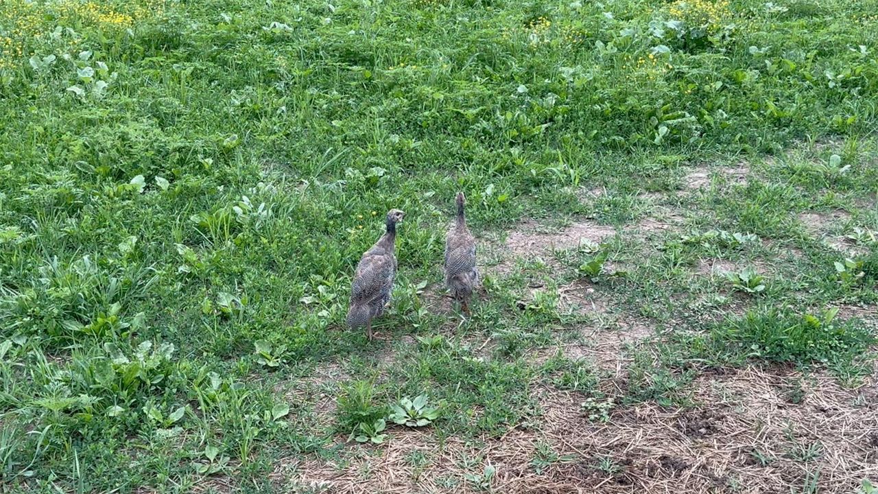 A feathered line of a defense for tick season