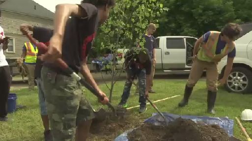 Trees for gun violence victims