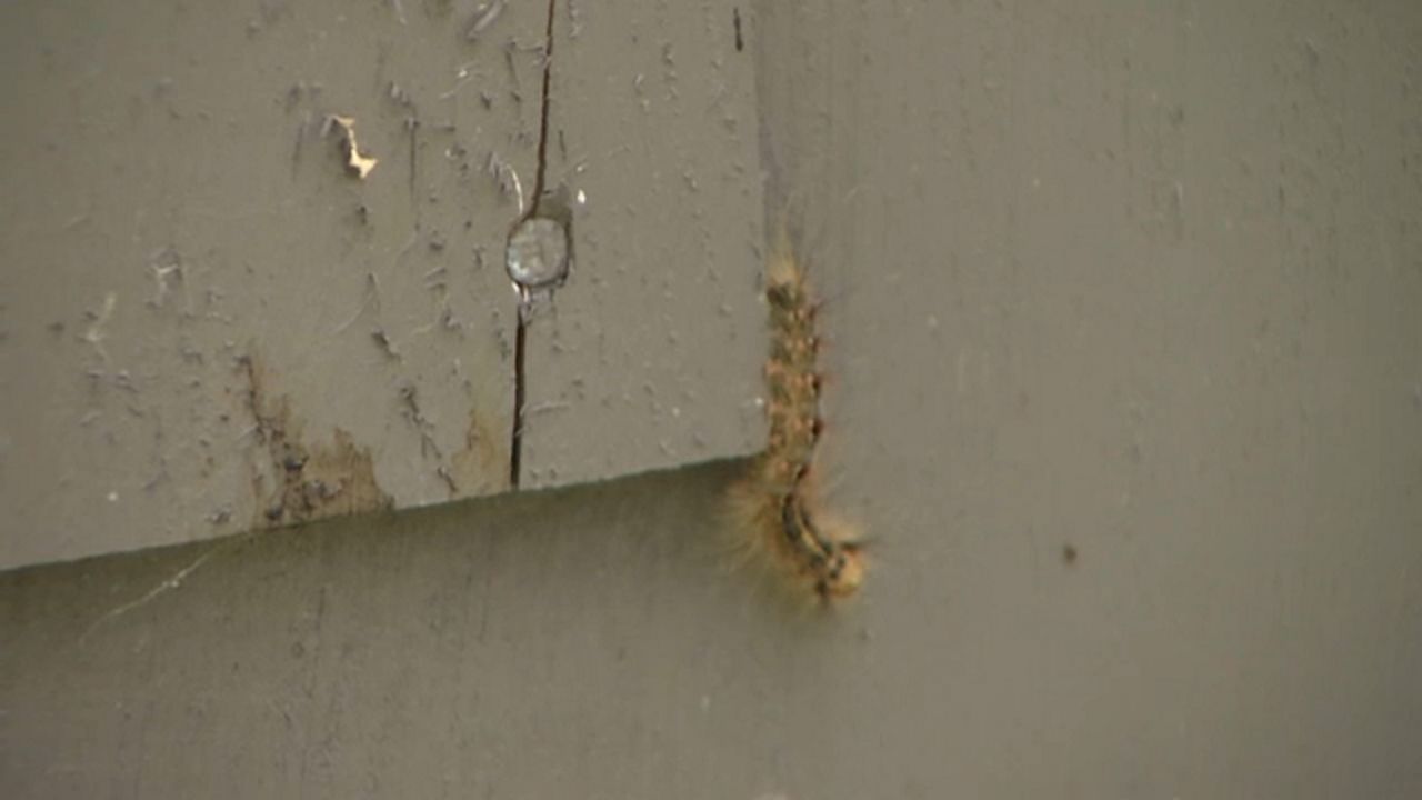 Bristol Mountain Sees Outbreak of Invasive Gypsy Moth Caterpillar