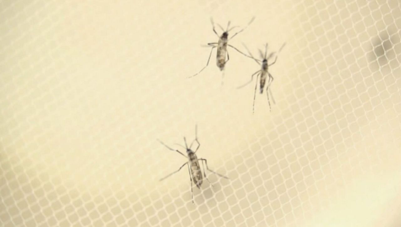 Southeast Queens finally gets some relief from mosquitoes