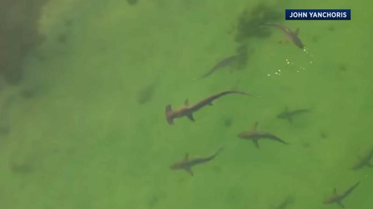 Rare great hammerhead spotted off Dunedin Causeway