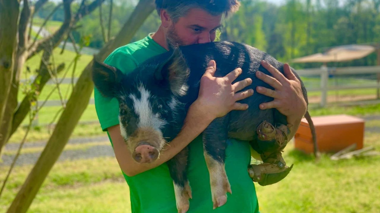 Farm Sanctuary for Disabled Animals Makes Prosthetics