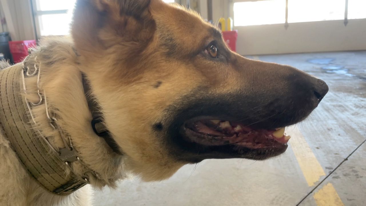 Service dog helping EMS workers