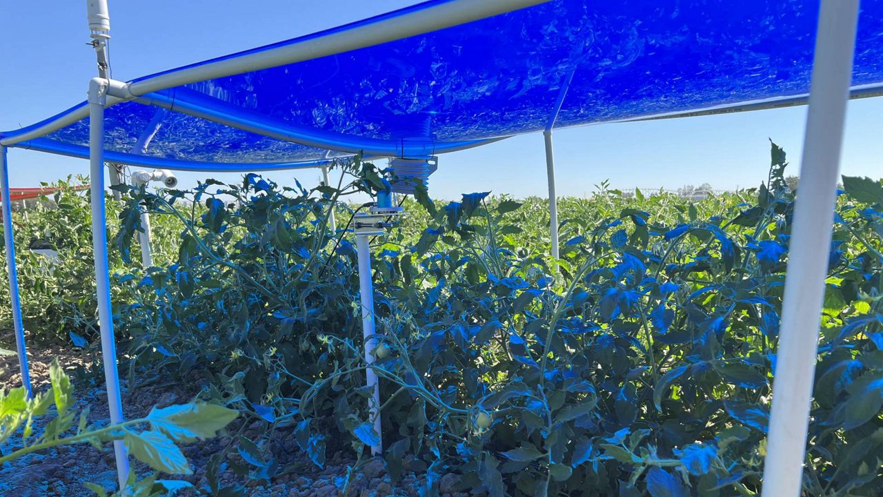 Scientists harvest light from sun to grow food, clean energy