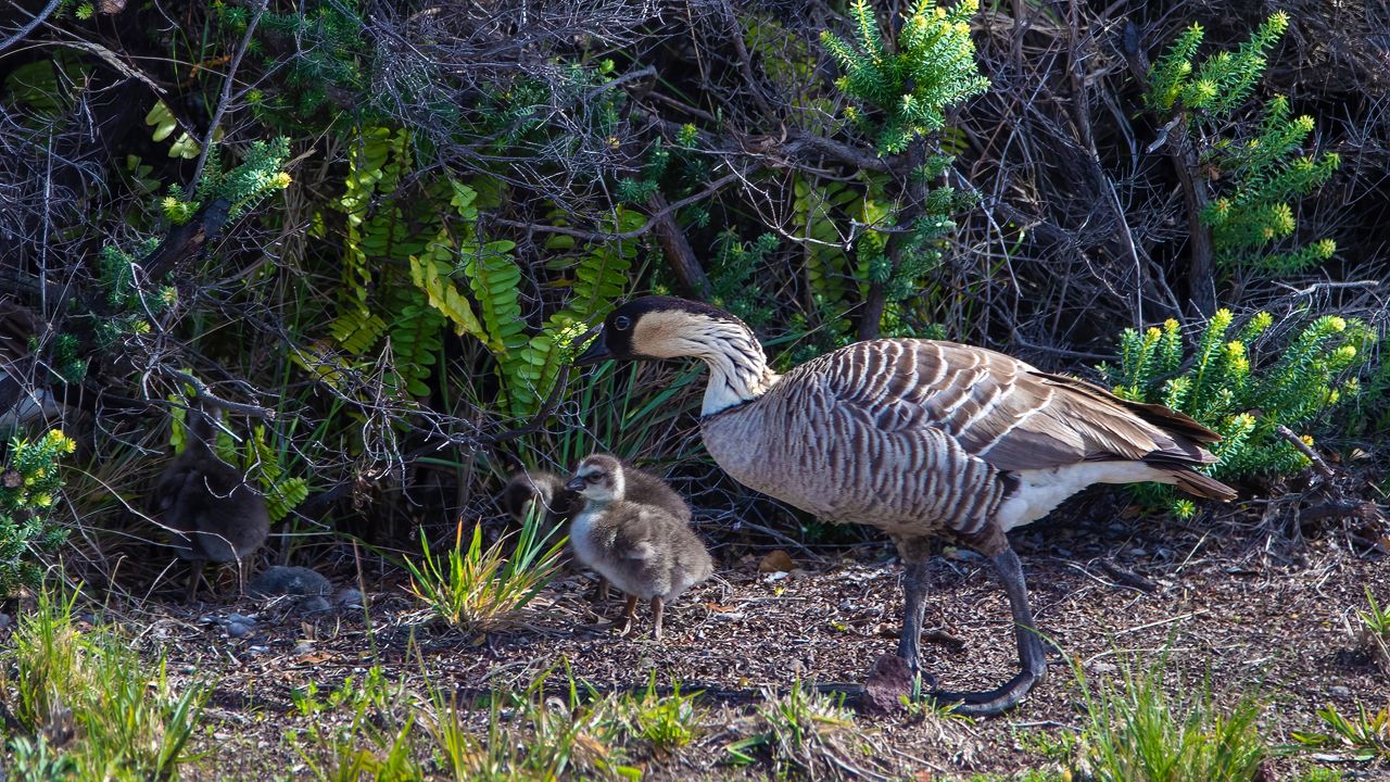 Three nene goslings born at Hawaii Volcanoes National Park