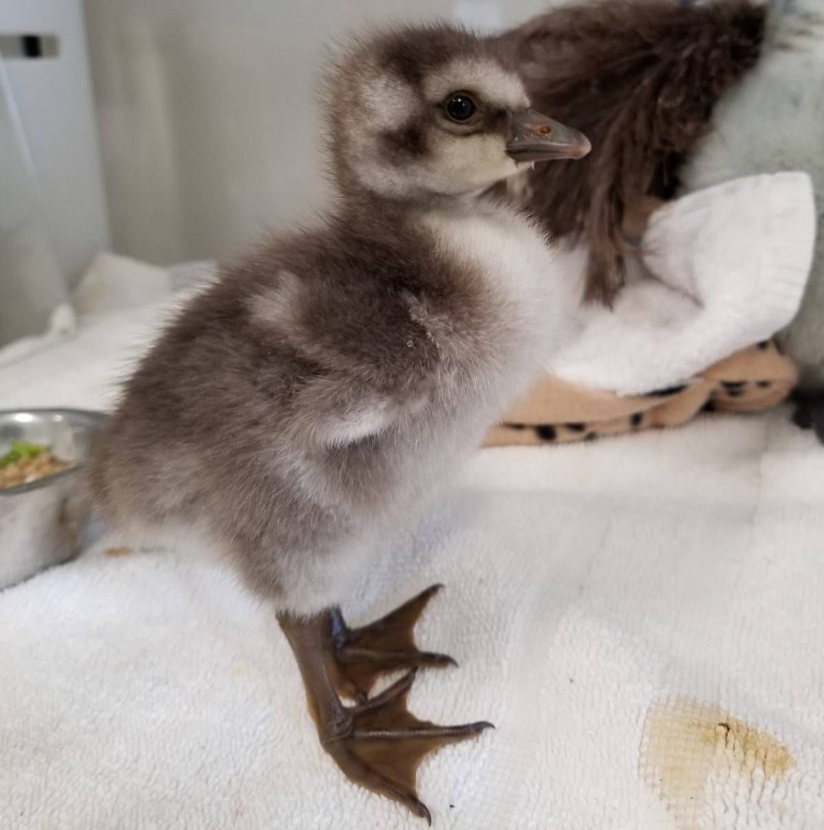 Golf balls are injuring nene geese at alarming rates
