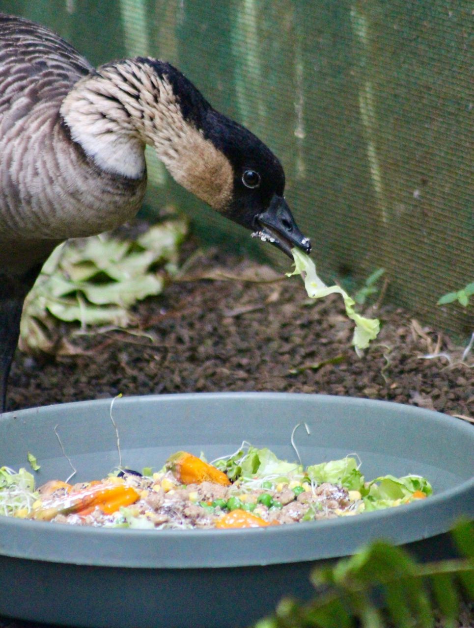 Golf balls are injuring nene geese at alarming rates