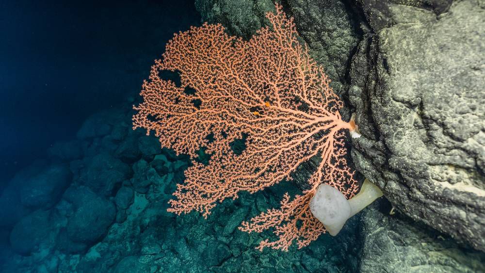 Watch live footage from a deep-sea mission