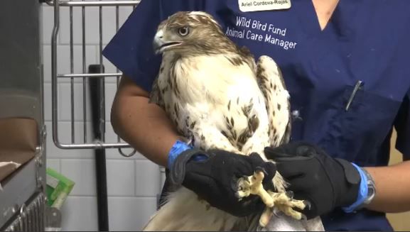 Hawk rescued in Lower Manhattan released in Central Park