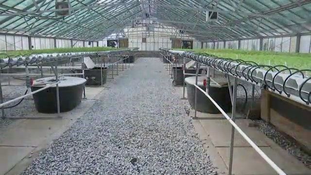 Hydroponic Farming Lets Consumers Buy Produce at the Peak of Its Freshness