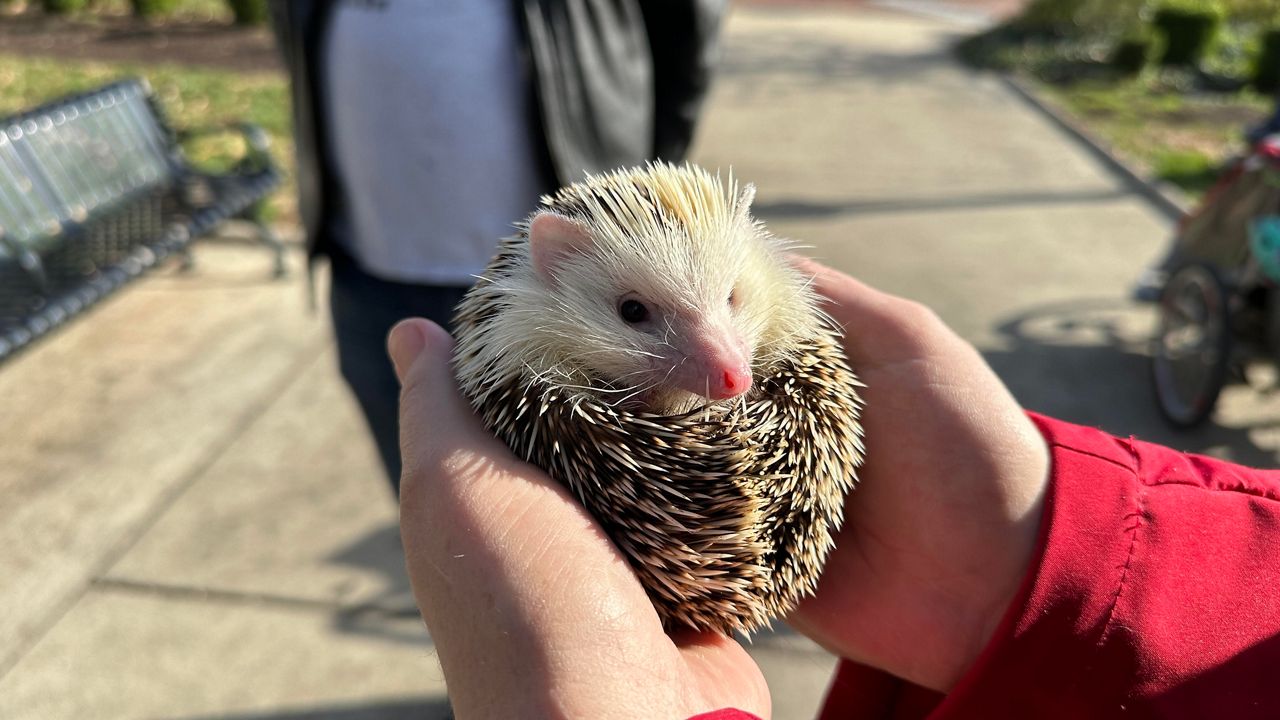 Hedgehog breeder on Europe population decline