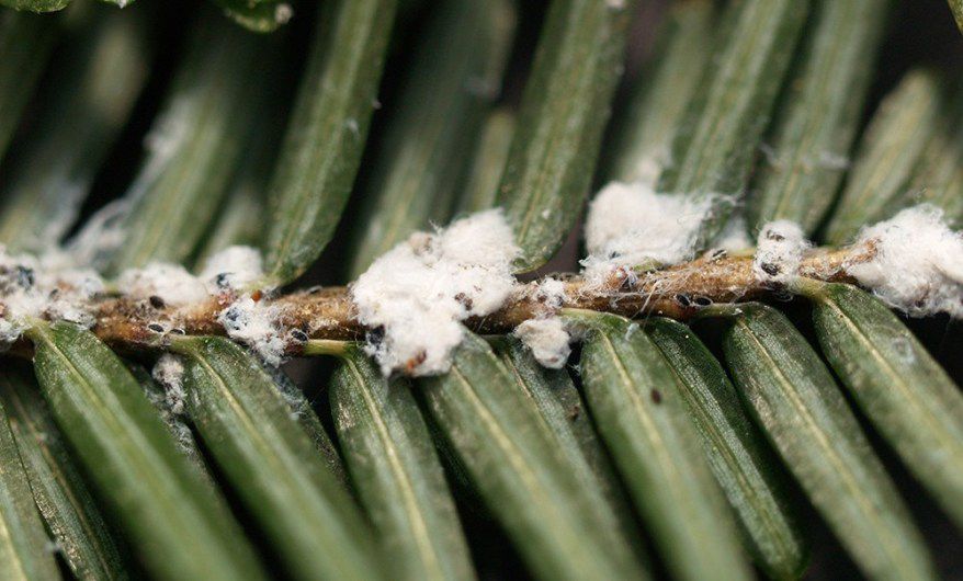 Webinar tonight on invasive hemlock woolly adelgid