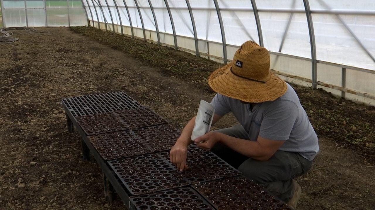 Ohio starts 2nd hemp growing season after mixed first year
