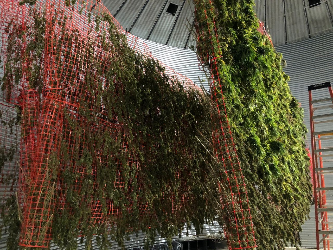 Ohio starts 2nd hemp growing season after mixed first year