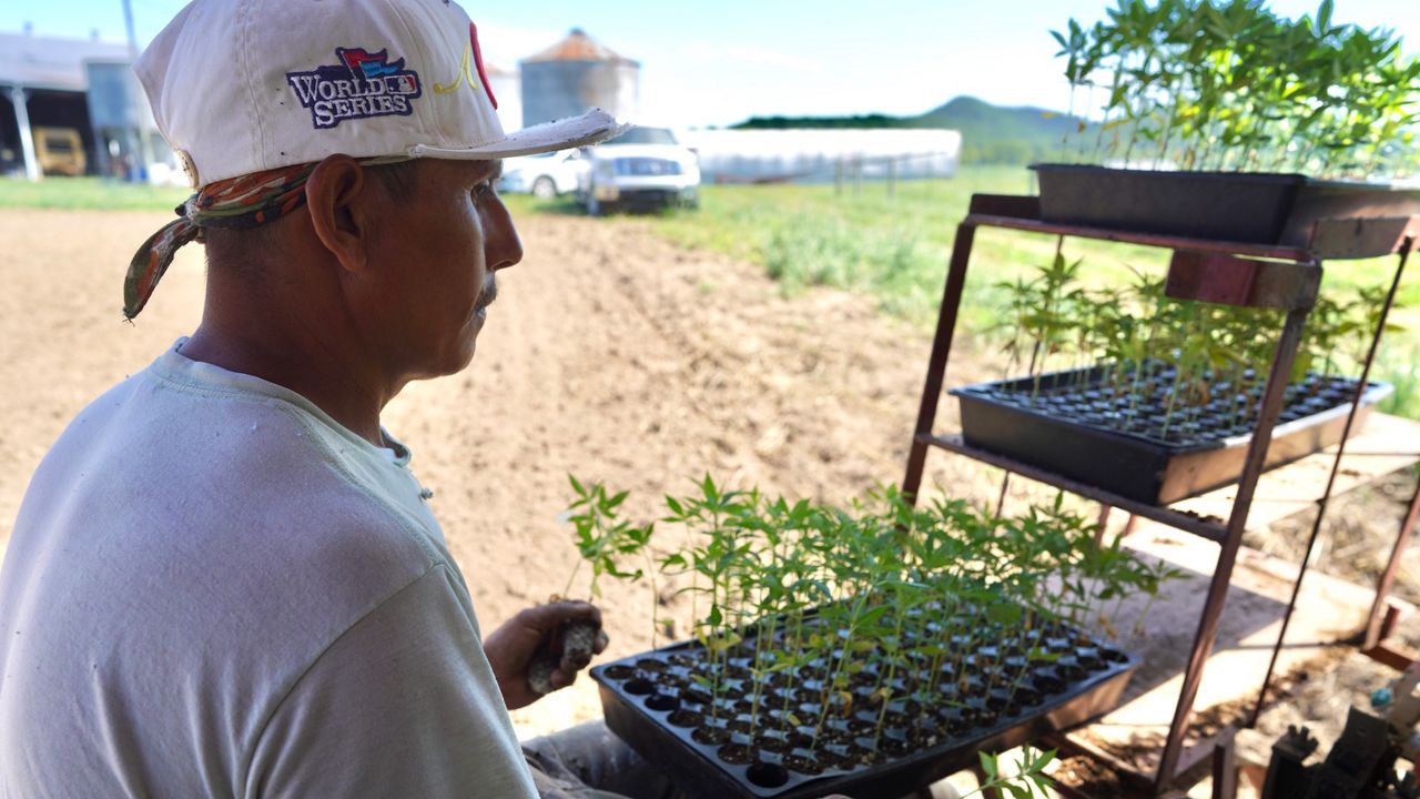 Kentucky farmers plant hemp despite November rule changes