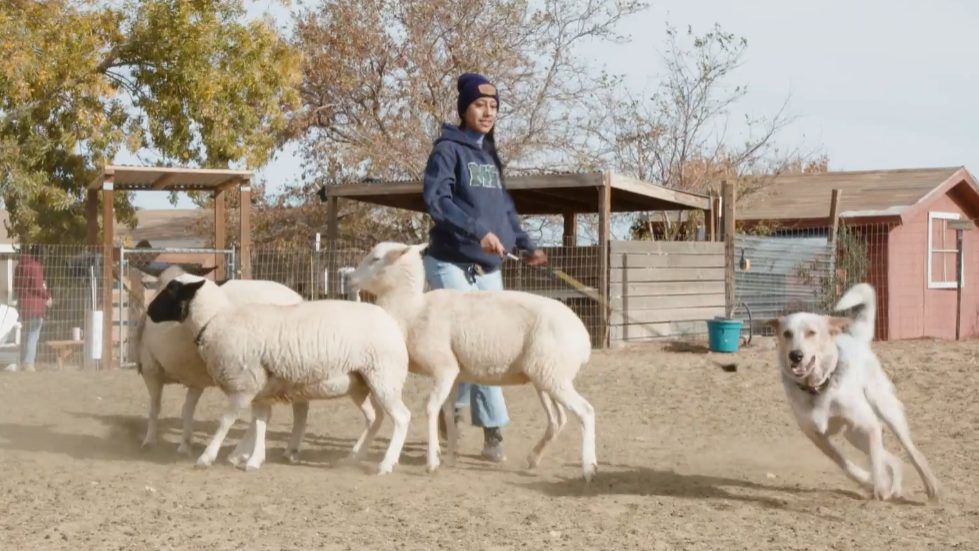 Curbing your dog's bad behavior through herding