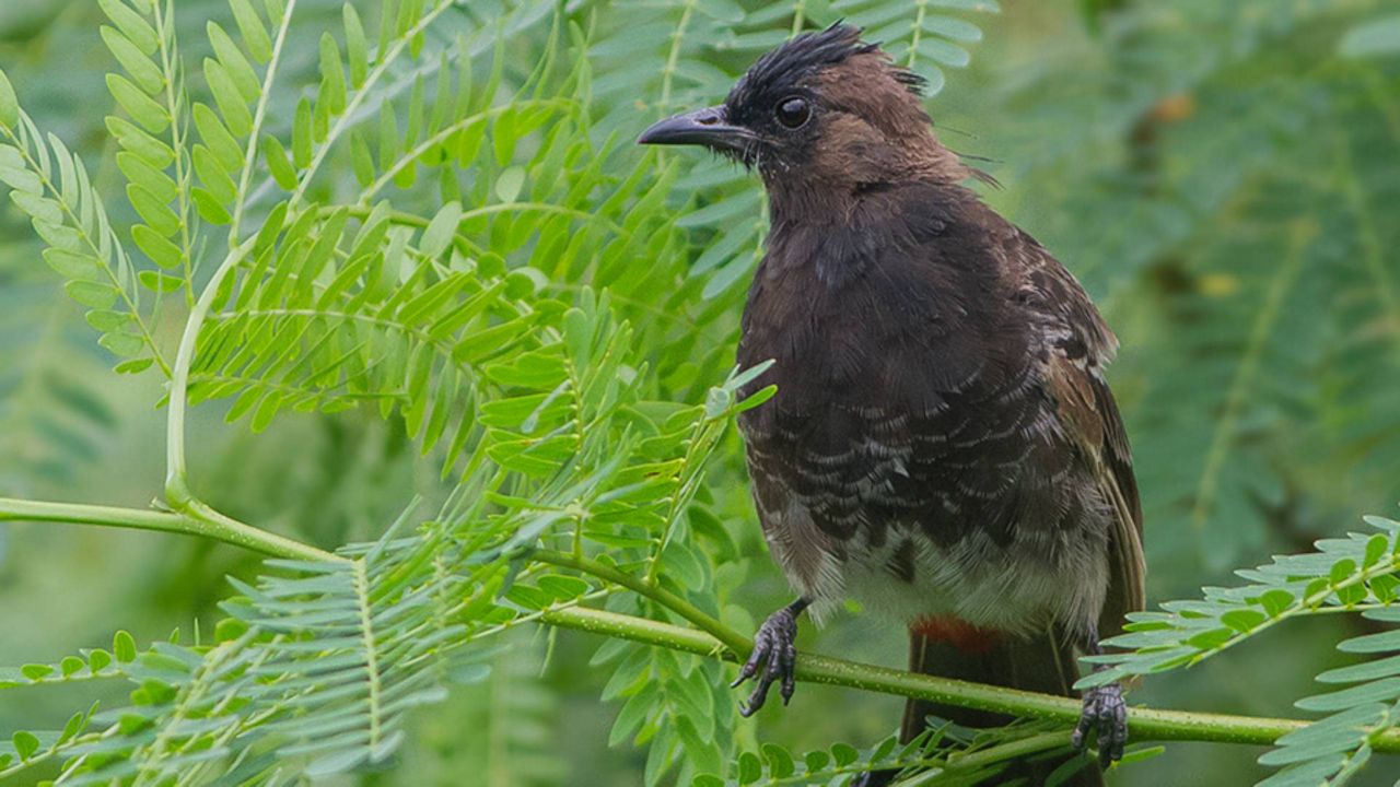 Invasive red-vented bulbul spotted on Maui