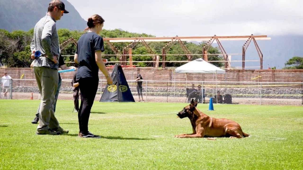 What Is French Ring Dog Training