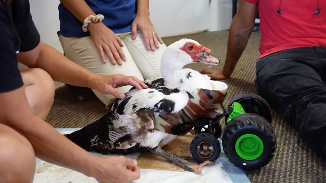 The Pet Hui: New wheels for Prince Eric the duck